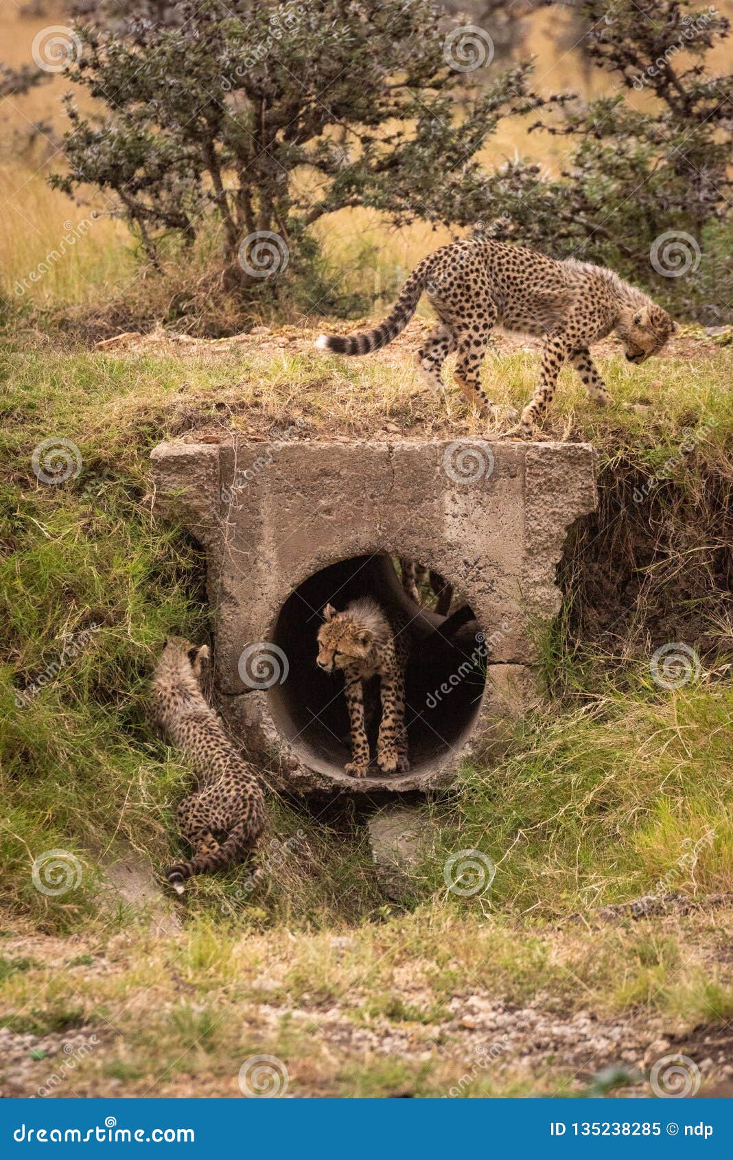 Three Cheetah Cubs Playing Around Concrete Pipe Stock Image - Image of ...