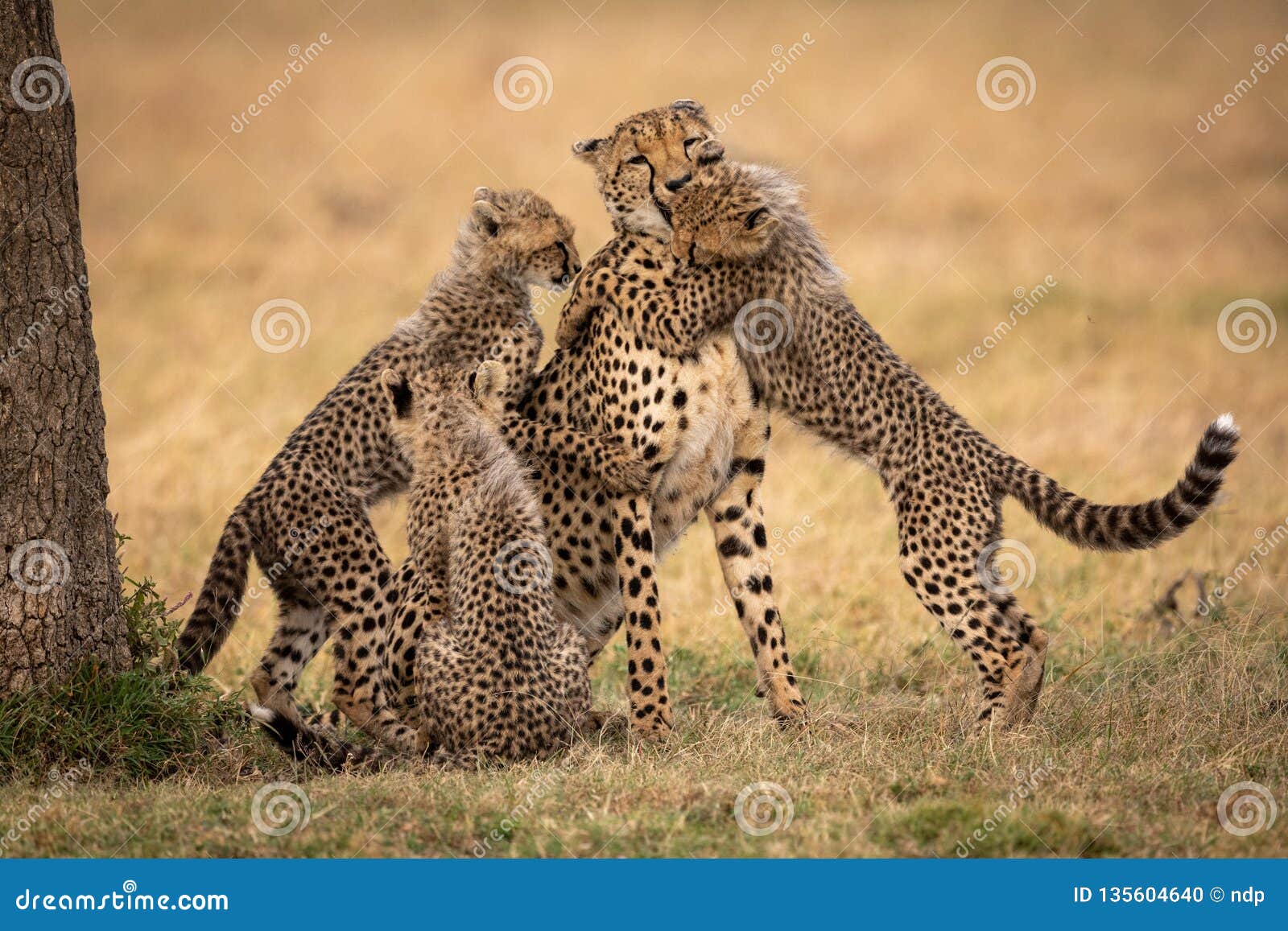 Three Cheetah Cubs Surrounding Mother on Grass Stock Photo - Image of ...