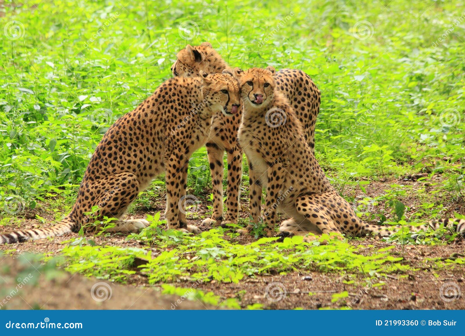 Three Cheetah S in Green Vegetation Stock Photo - Image of cheetah ...