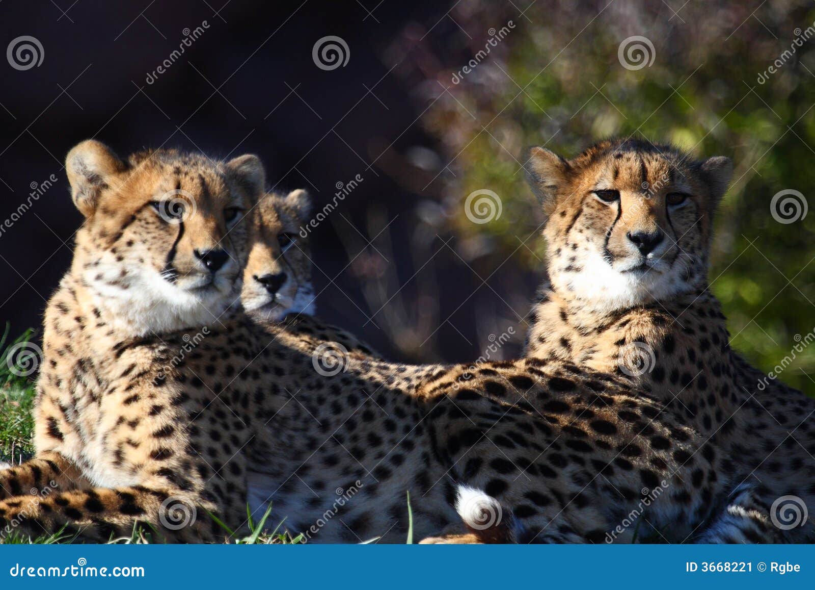 Three cheetahs stock image. Image of nature, rest, enjoy - 3668221