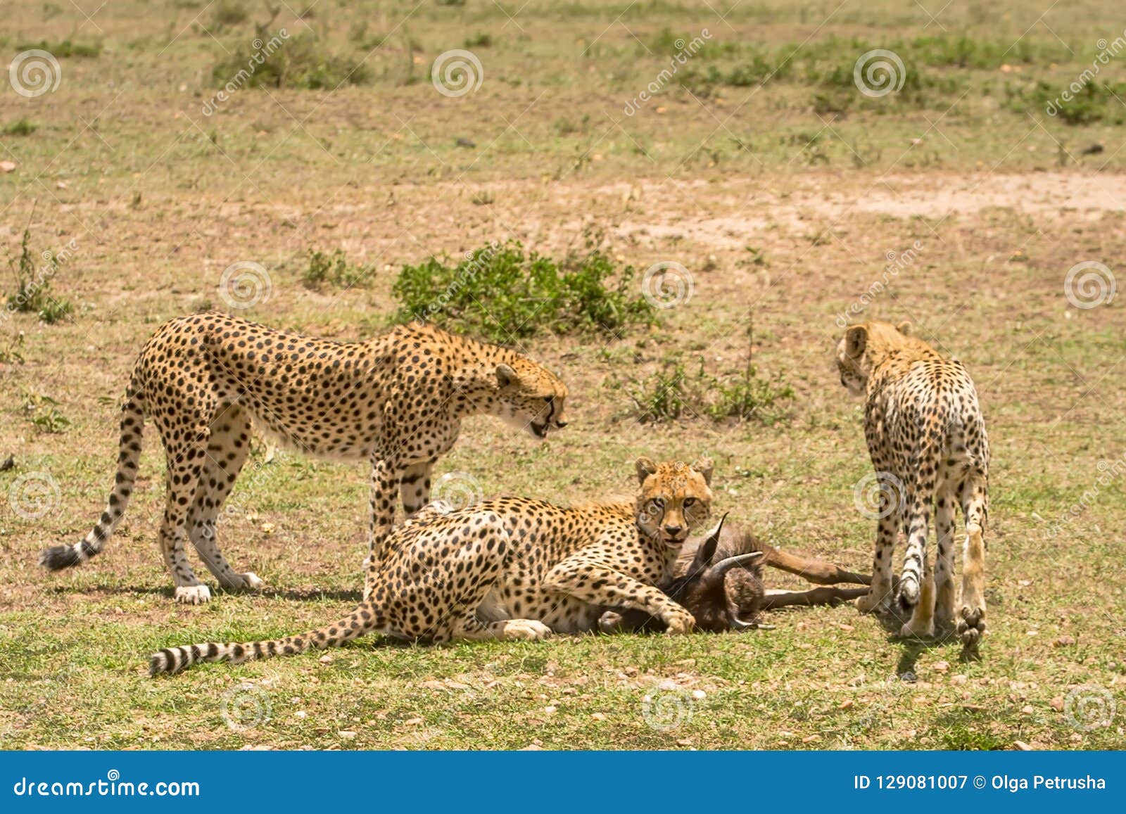 Three Cheetahs in the Savannah Stock Image - Image of travel, spotted ...
