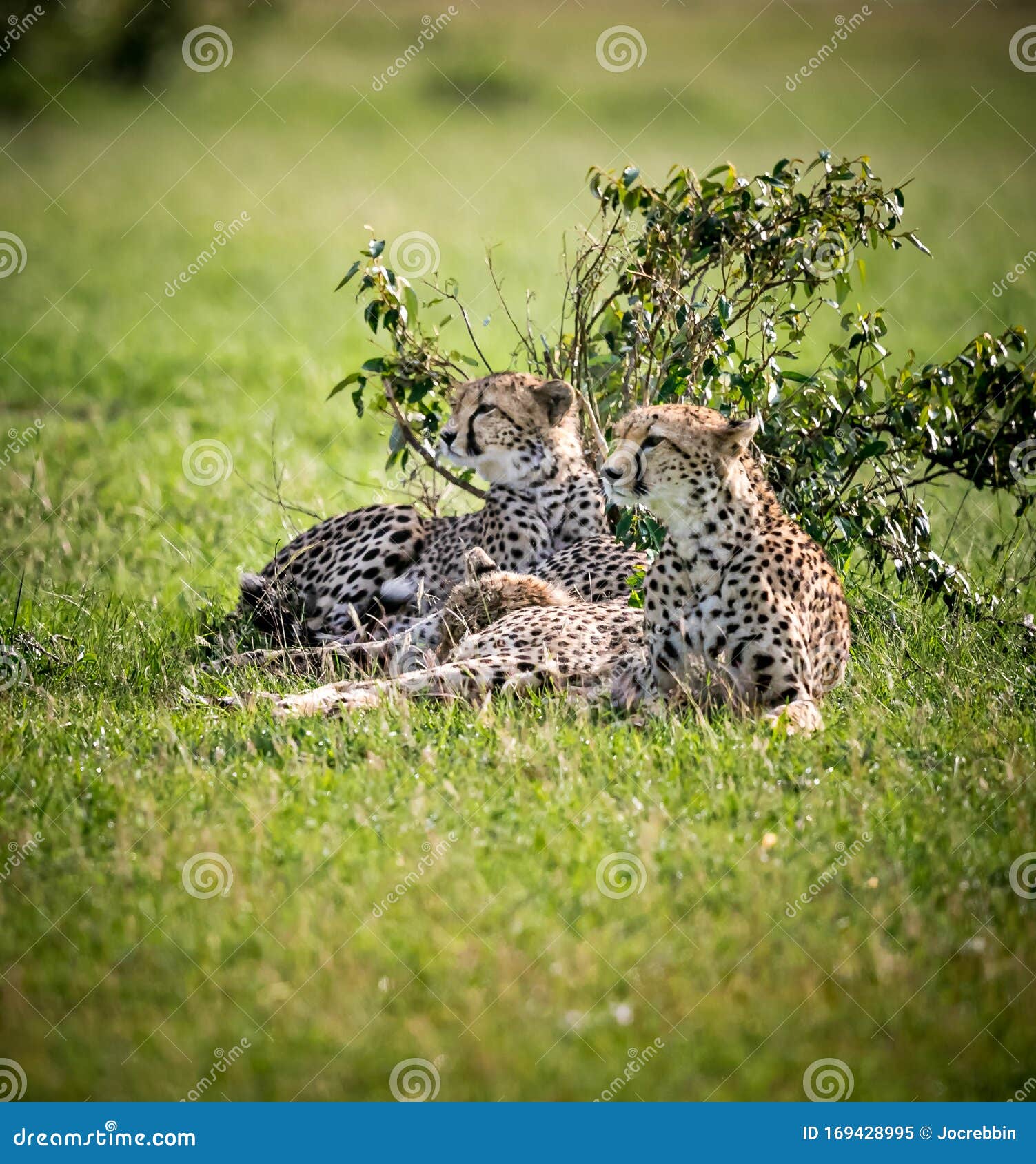 Two Cheetahs Resting Under A Tree. Royalty-Free Stock Photo ...