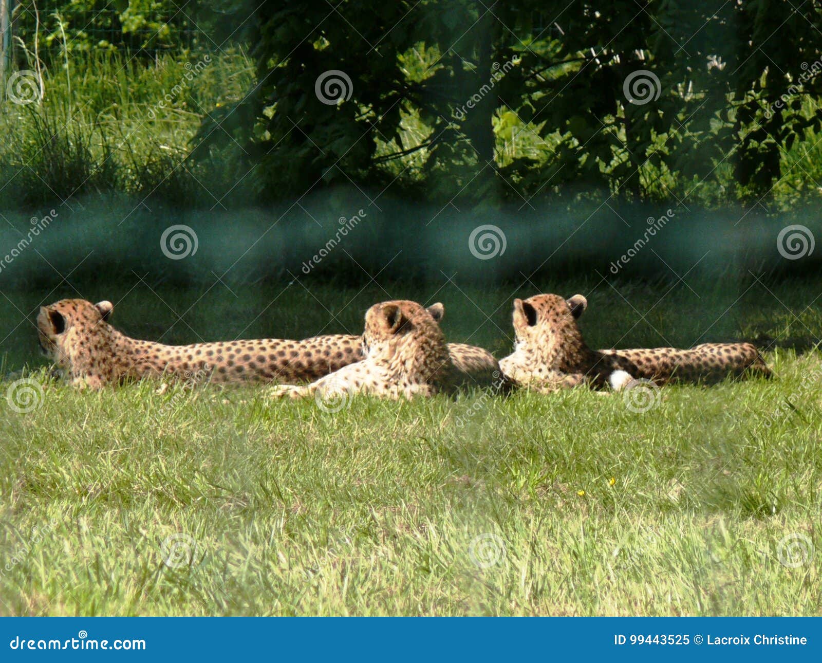 Three cheetahs resting stock image. Image of resting - 99443525