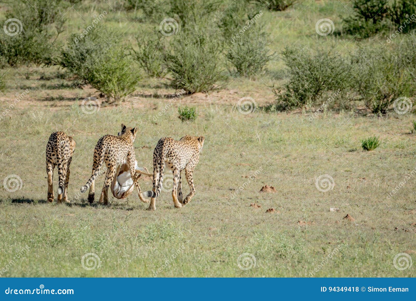 Three Cheetahs on a Springbok Kill. Stock Photo - Image of animals ...