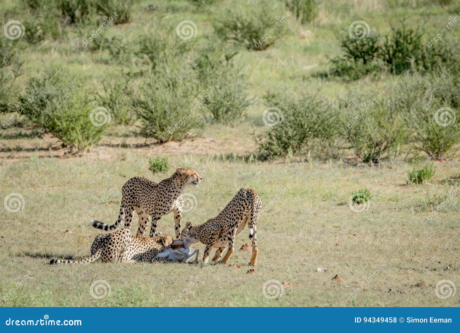 Three Cheetahs on a Springbok Kill. Stock Photo - Image of conservation ...