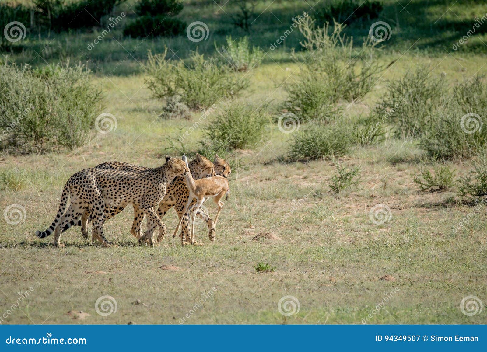 Three Cheetahs on a Springbok Kill. Stock Image - Image of carnivore ...