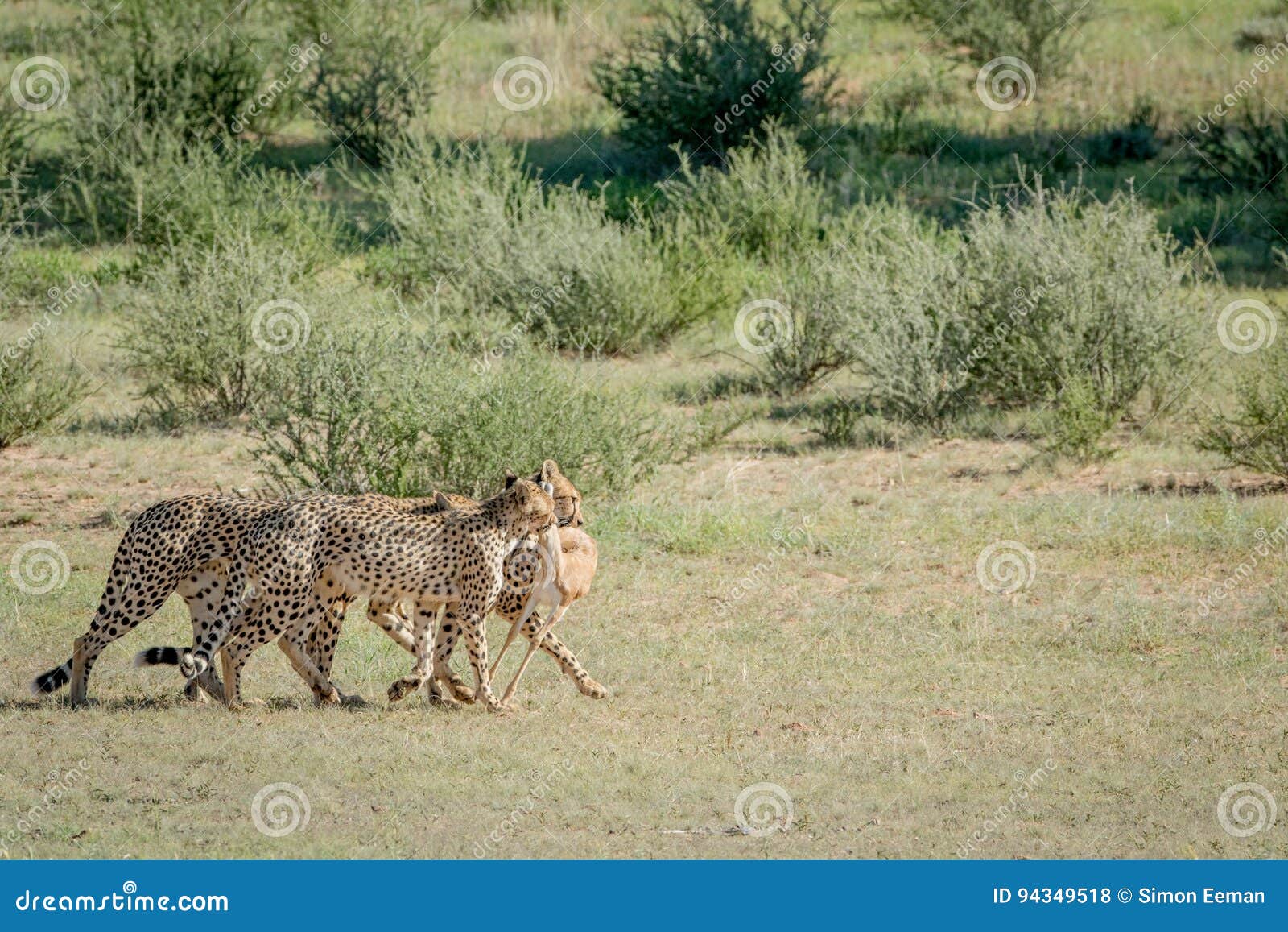 Three Cheetahs on a Springbok Kill. Stock Photo - Image of hunter, kill ...