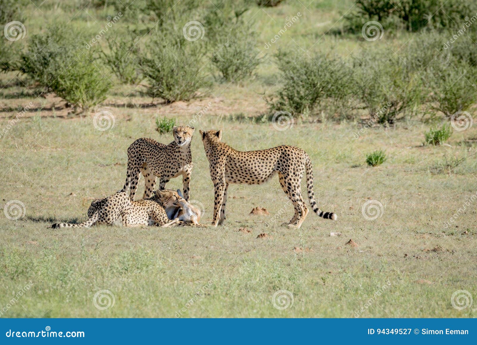 Three Cheetahs on a Springbok Kill. Stock Image - Image of hunter ...