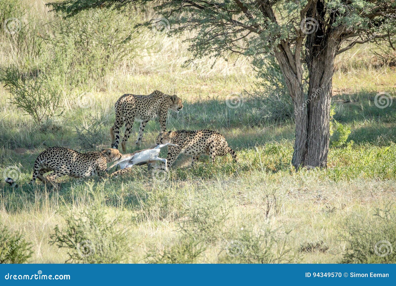 Three Cheetahs on a Springbok Kill. Stock Photo - Image of animals ...