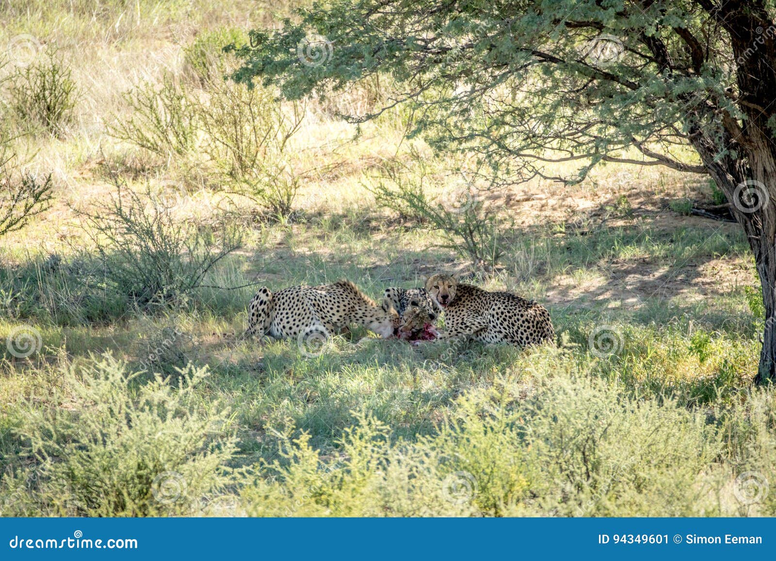 Three Cheetahs on a Springbok Kill. Stock Image - Image of carnivore ...