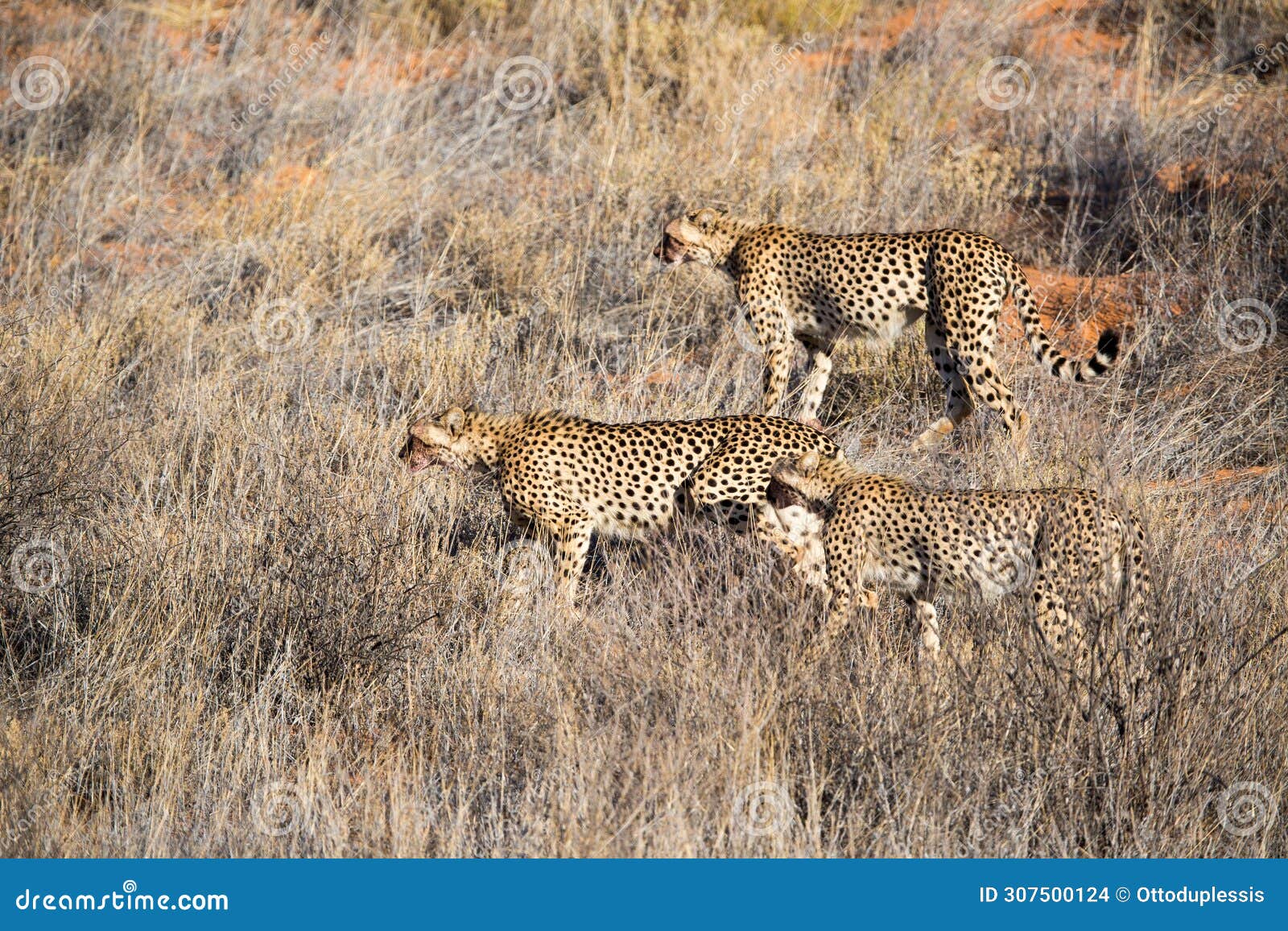 Three Cheetahs walking stock photo. Image of wilderness - 307500124