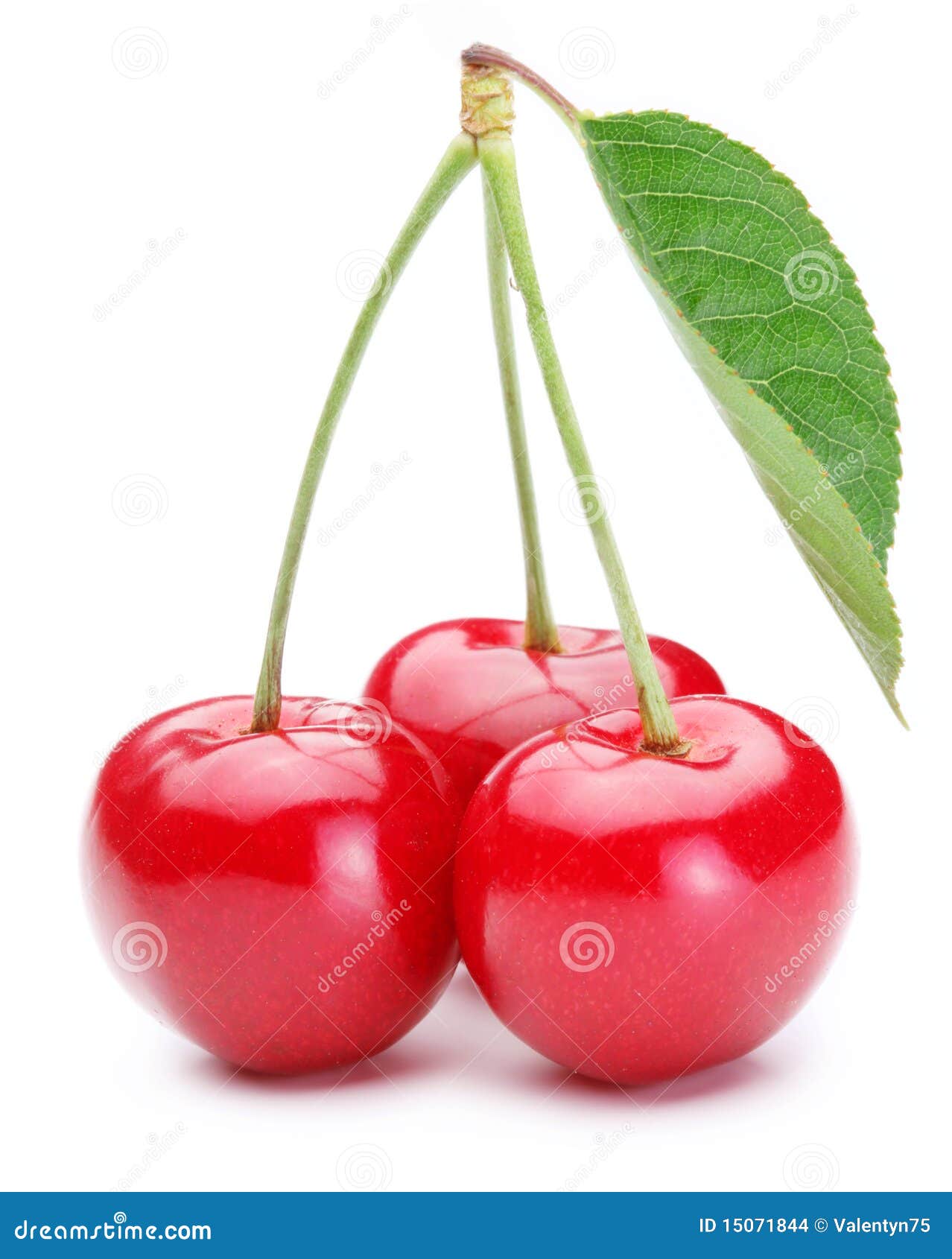 Three cherries stock photo. Image of green, freshness - 15071844