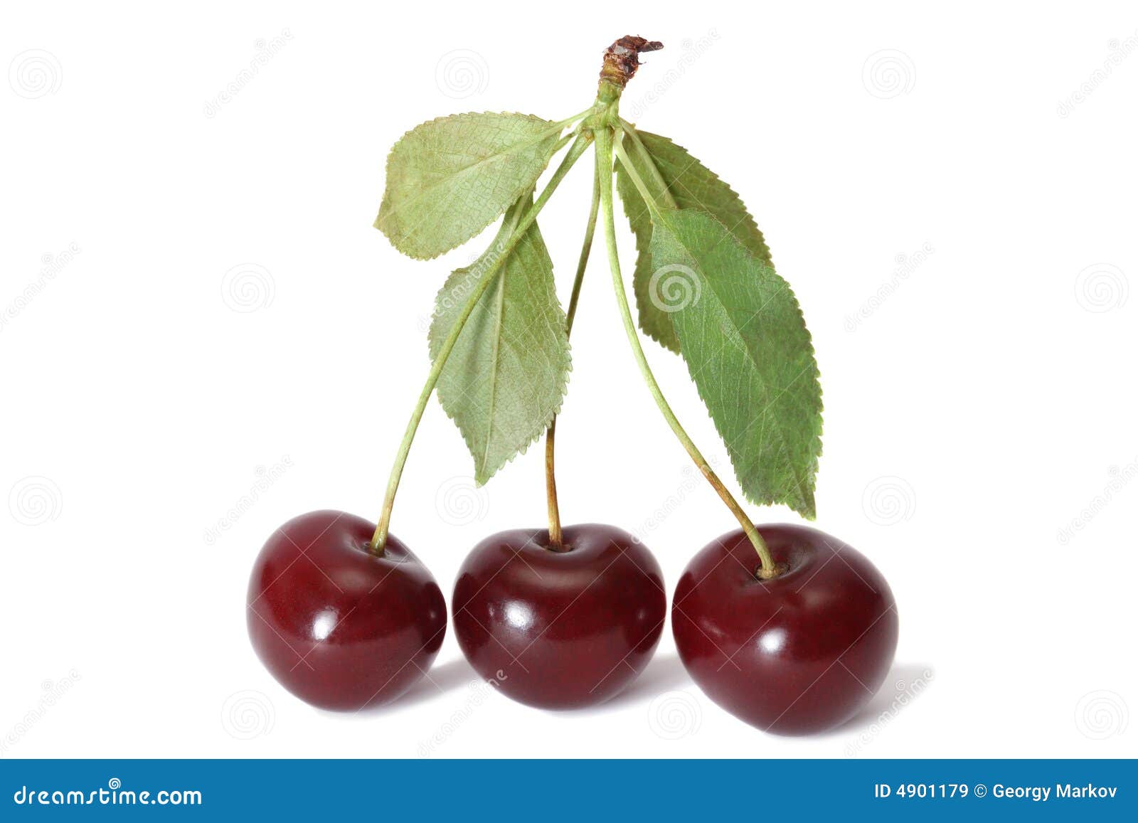 Three cherries stock image. Image of food, berry, ripe - 4901179