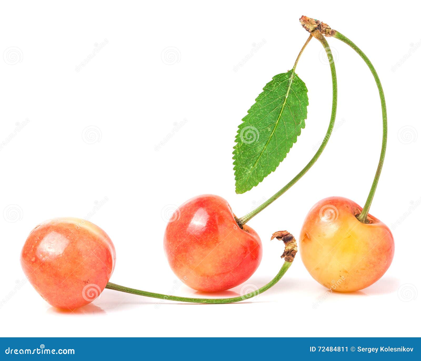 Three Cherries with Leaf Closeup Isolated on White Background Stock ...