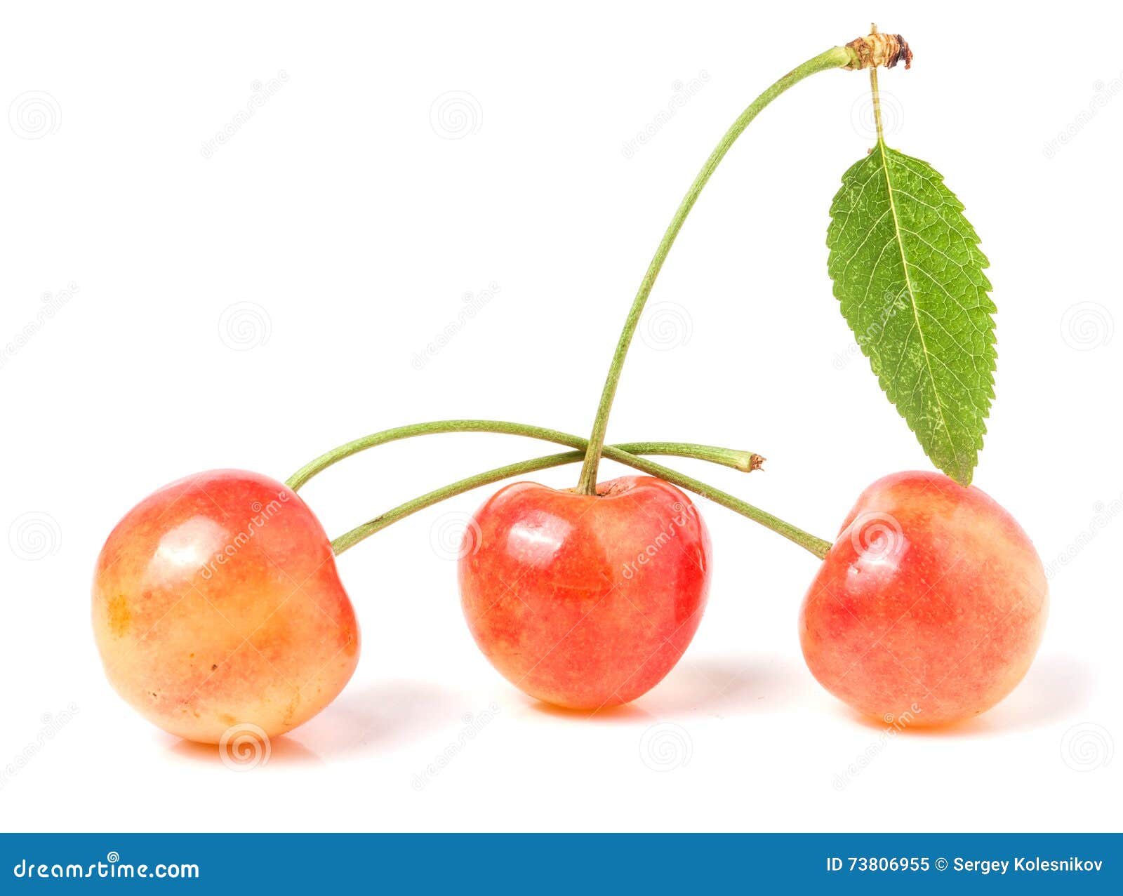 Three Cherries with Leaf Closeup on White Background Stock Image ...