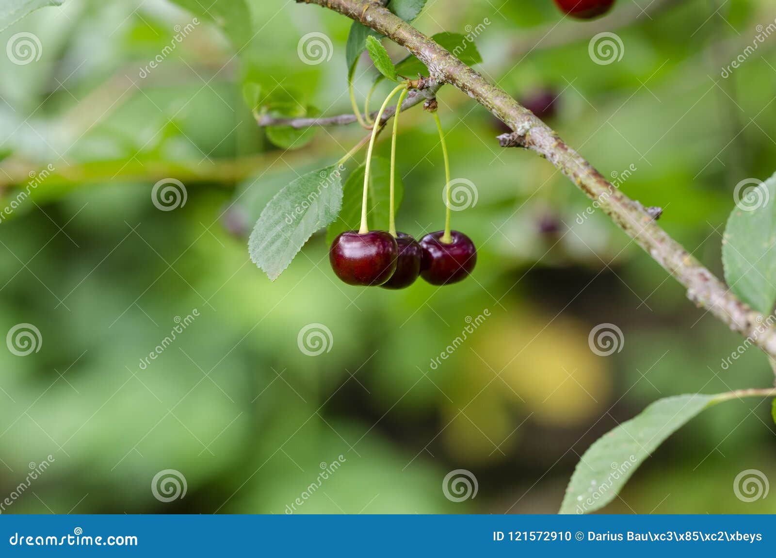 Three Cherries Ripening on the Cherry Tree Stock Photo - Image of food ...