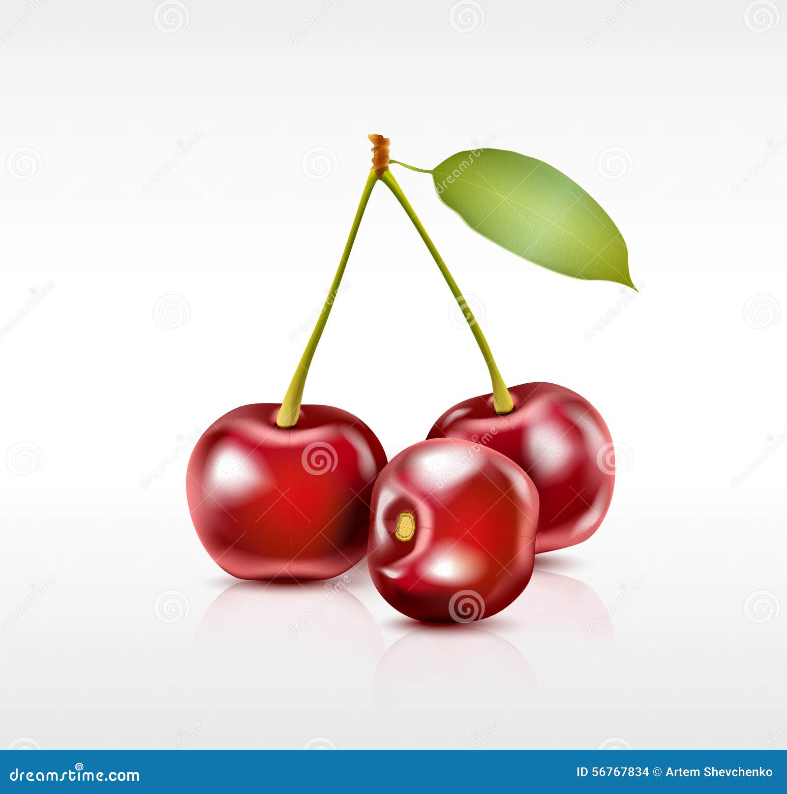Three Cherry Colored. Sketch. Vector Isolated Image. | CartoonDealer ...