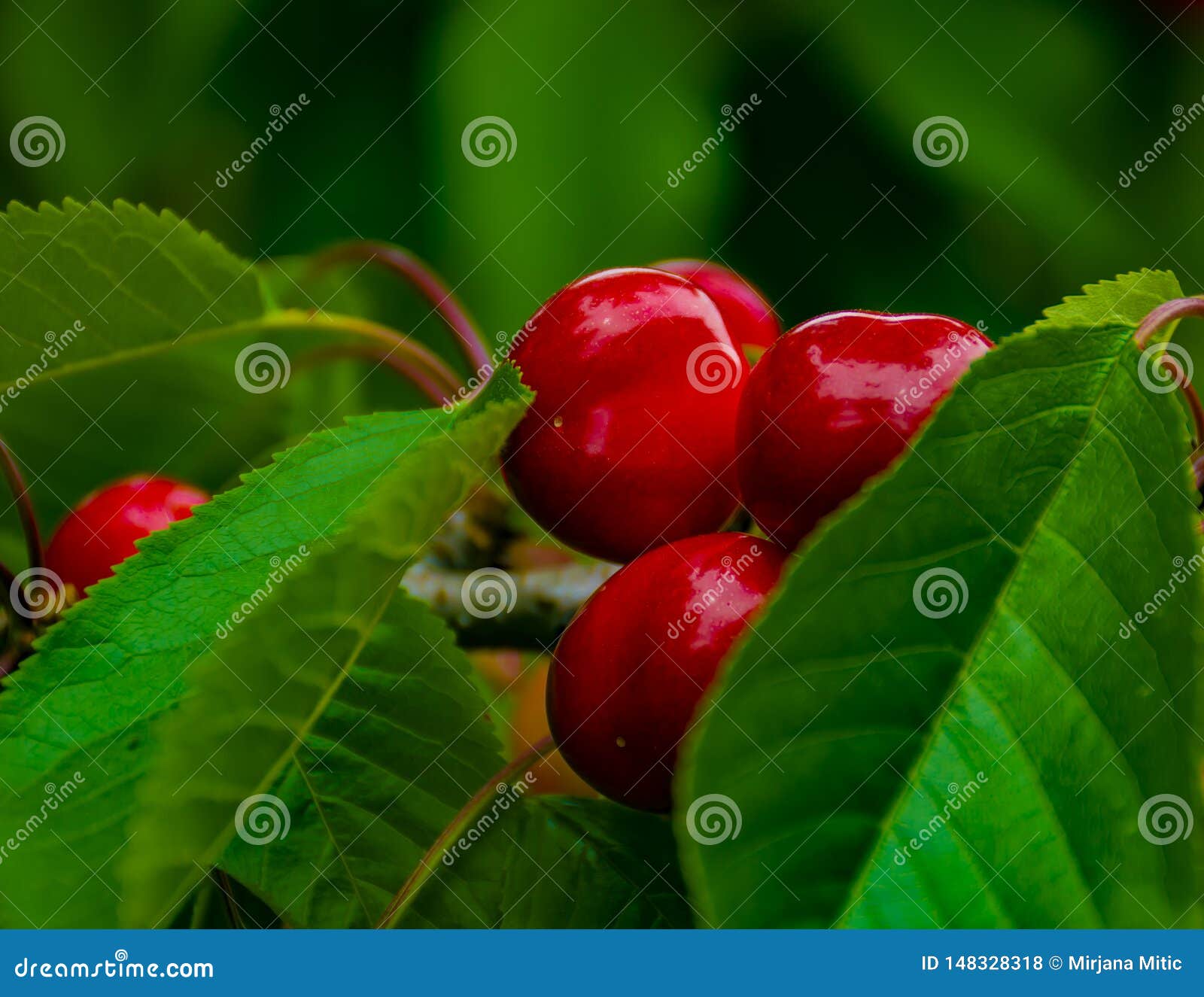 Three cherry on the tree stock photo. Image of three - 148328318