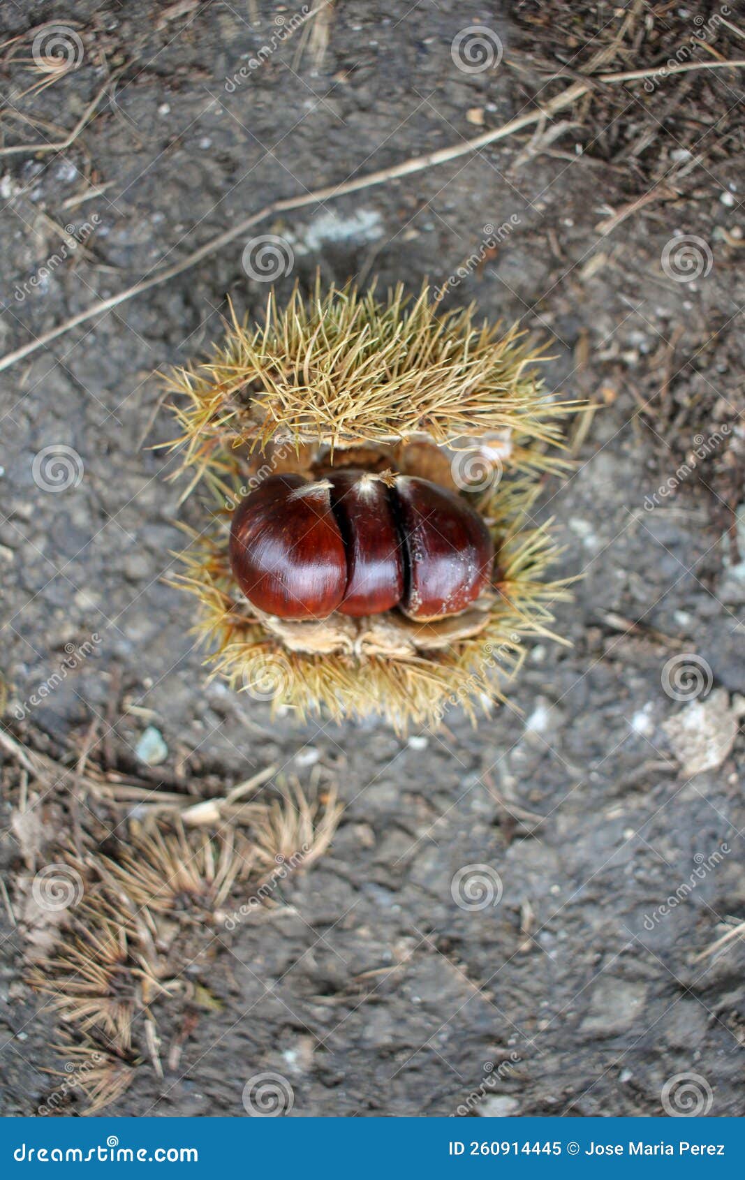Three Chestnuts Together on the Ground Stock Image - Image of ...