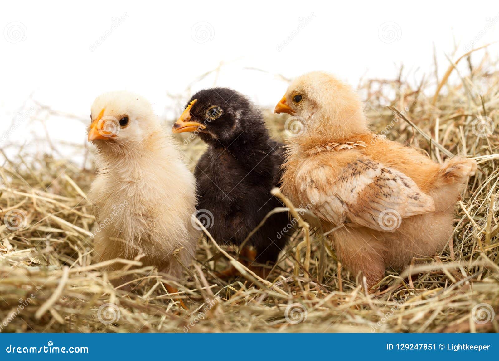 Three Chicken in Hay Looking with Alert Posture Stock Image - Image of ...