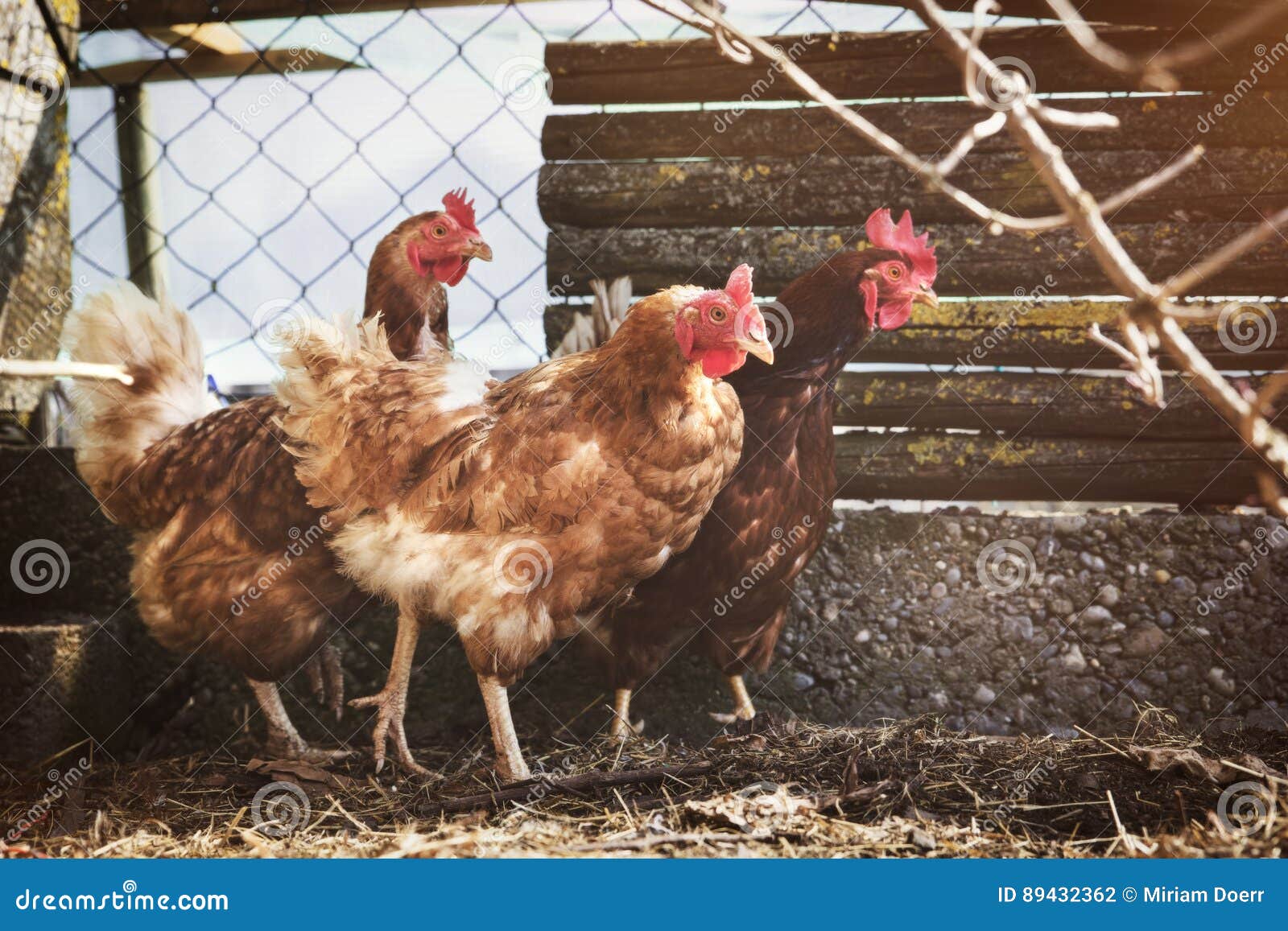 Three Chicken or Hens on Free Range, Animal Welfare on a Farm Stock ...