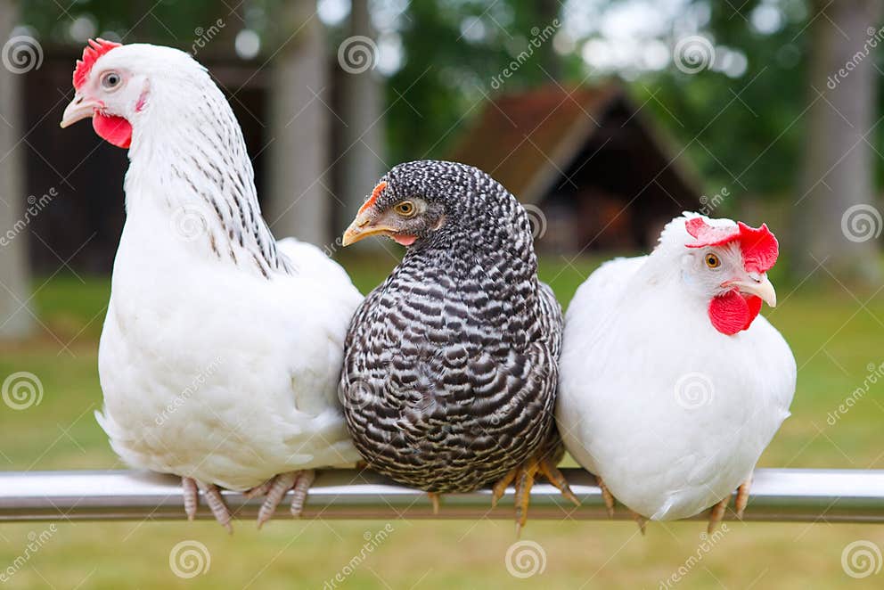 Three chicken stock image. Image of agriculture, poultry - 38725755