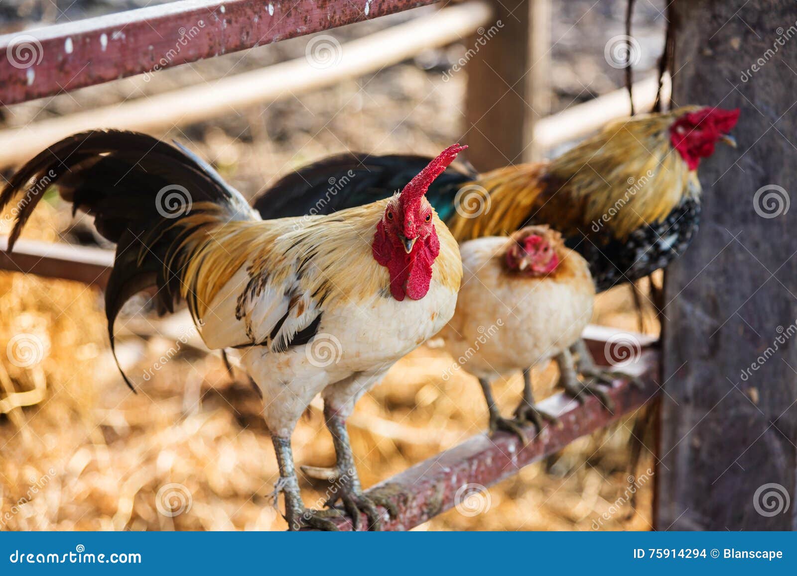 Three Chicken in the Stable Stock Photo - Image of bird, calrose: 75914294