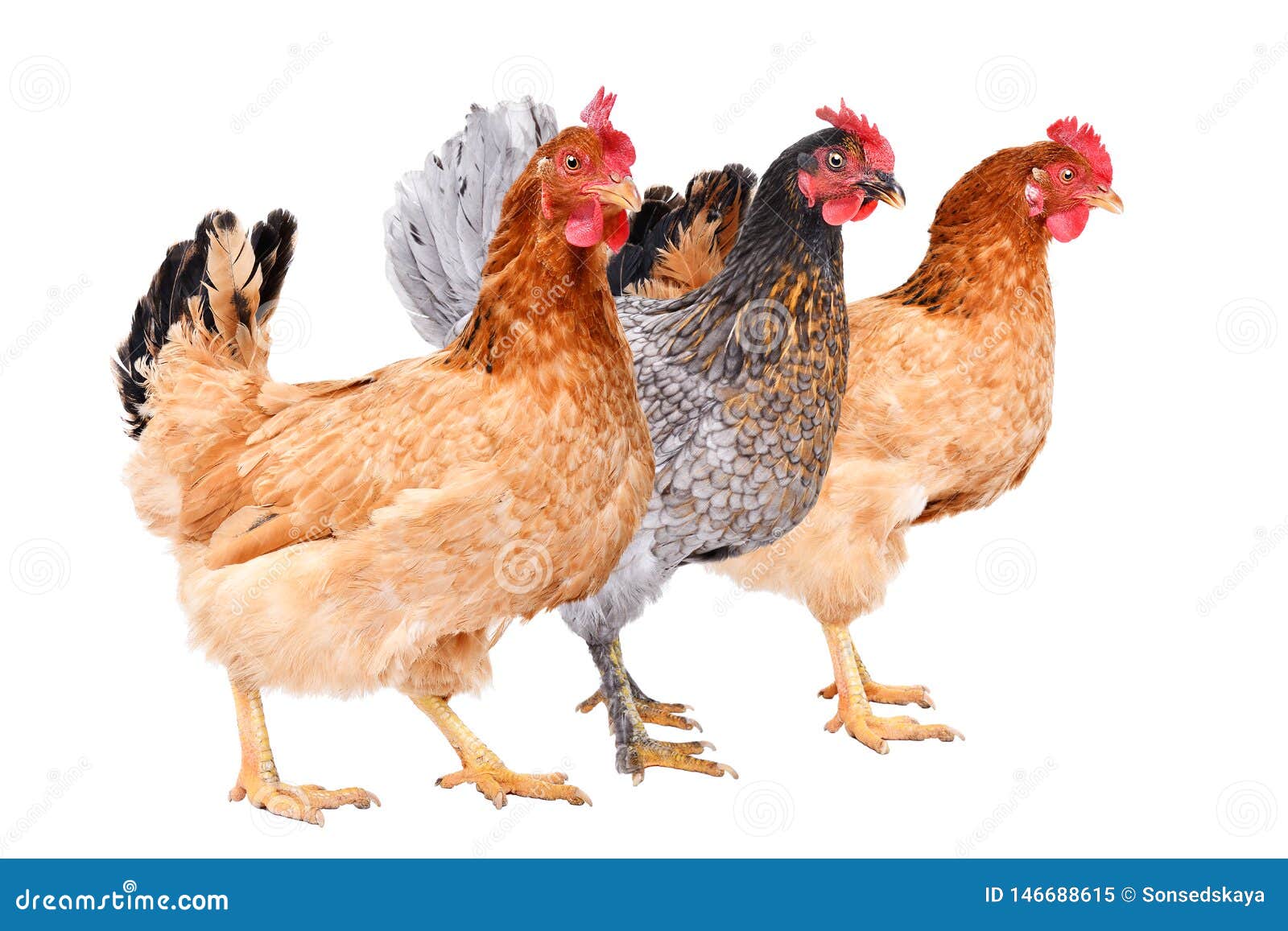 Three Chicken Eggs In Balance Pyramid Stock Photography | CartoonDealer ...