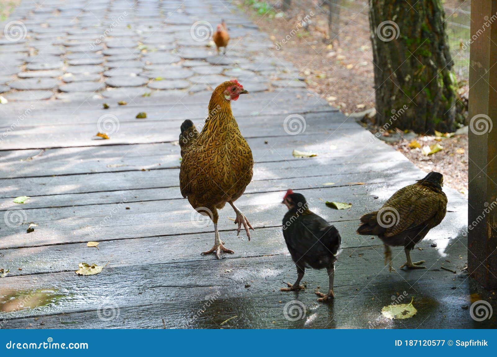 Three chicken stock image. Image of green, water, outdoors - 187120577