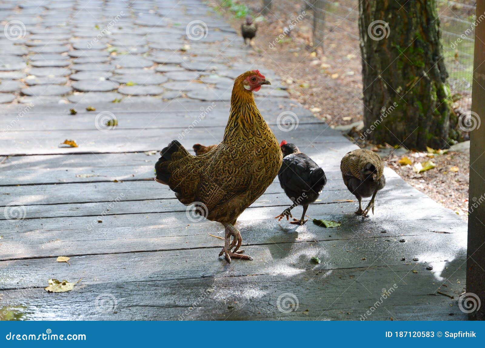 Three chicken stock image. Image of nature, beautiful - 187120583