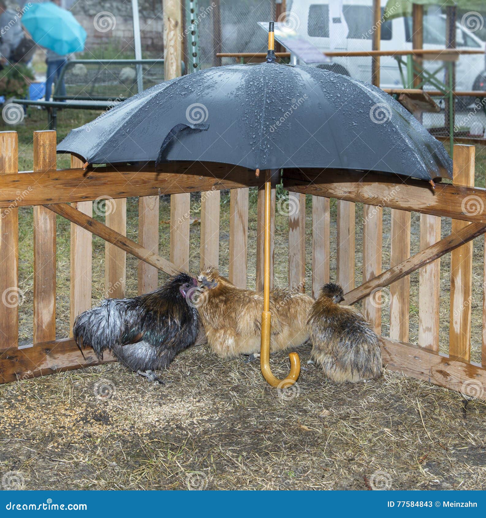 Wet Chicken In The Rain Royalty-Free Stock Photography | CartoonDealer ...