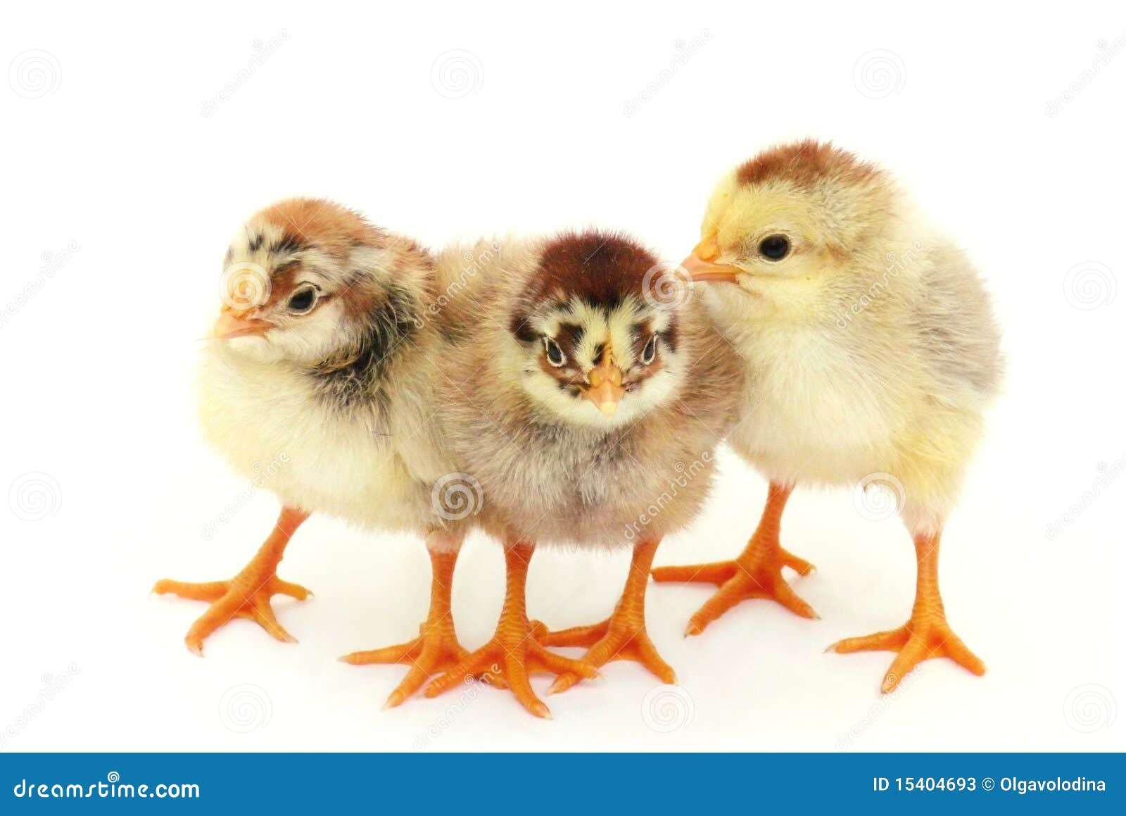 Three Chicken on White. Insulation Stock Image - Image of standing ...
