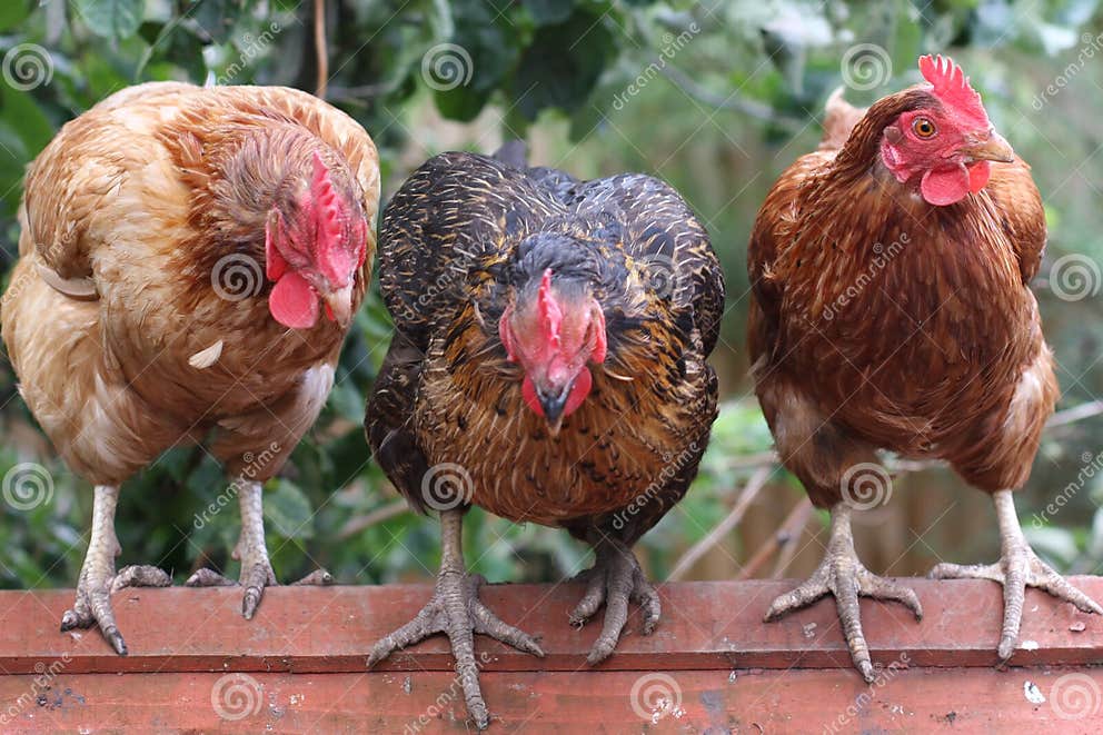 Three chickens stock image. Image of wood, animals, perched - 10916529