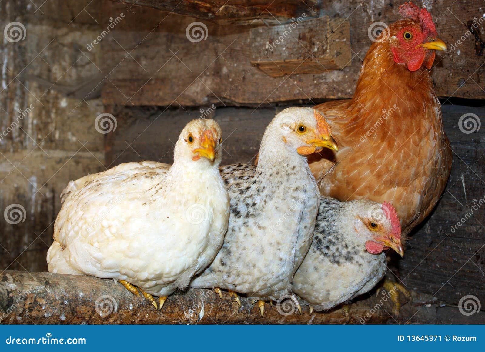 Three chickens. stock image. Image of beak, animal, avian - 13645371
