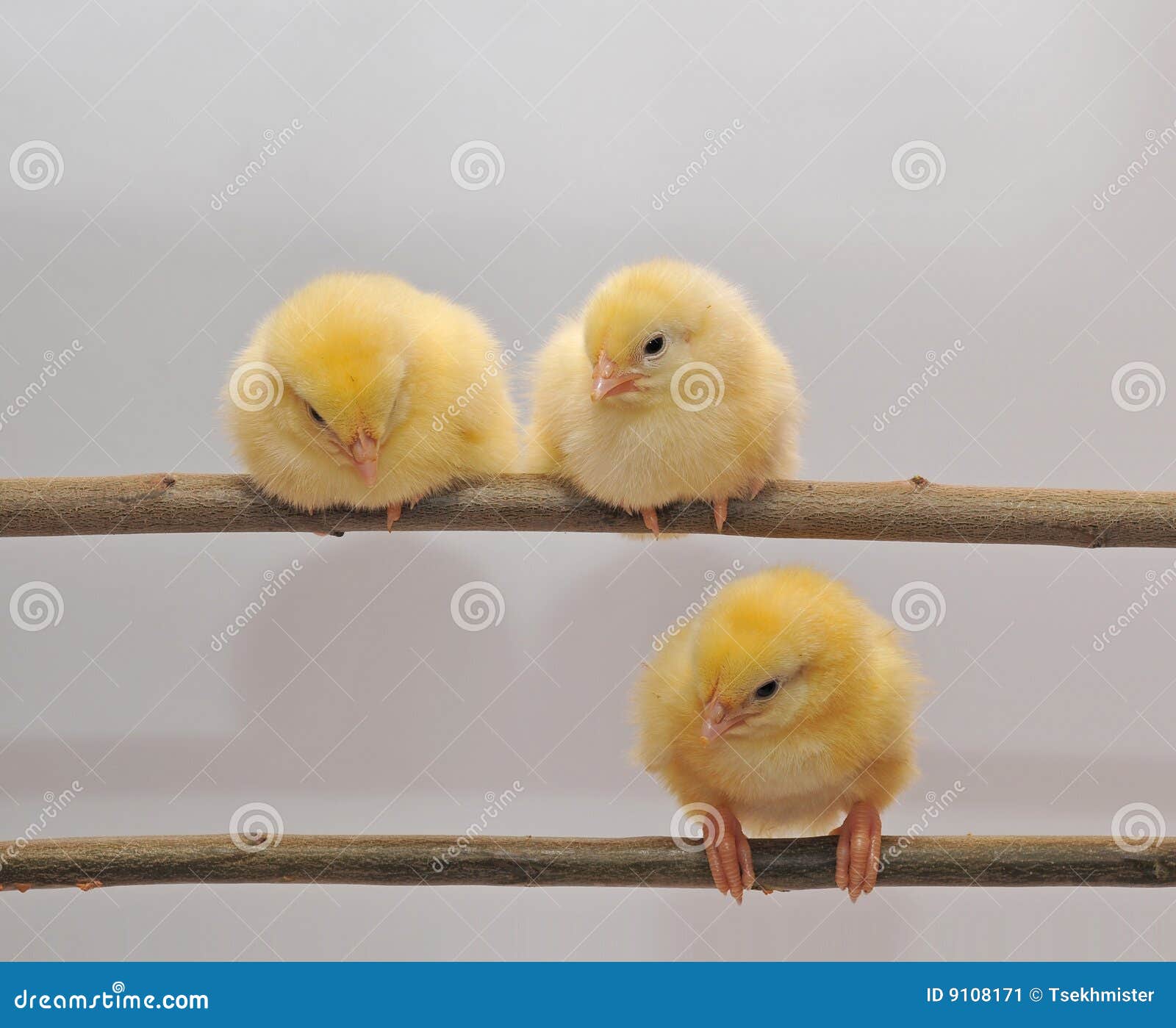 Three chickens stock image. Image of animals, animal, chicken - 9108171