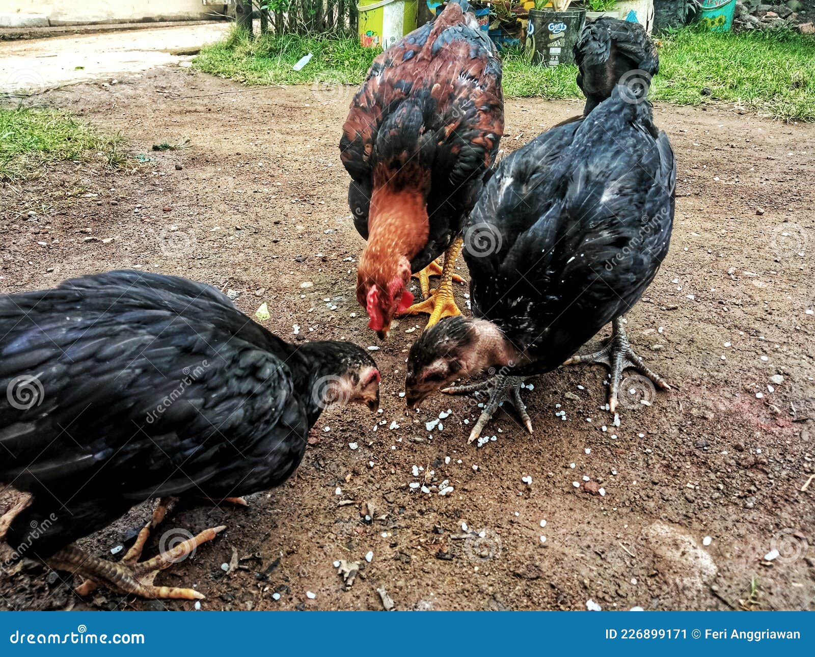 Three Chickens are Busy Eating Rice on the Terrace of the House Stock ...