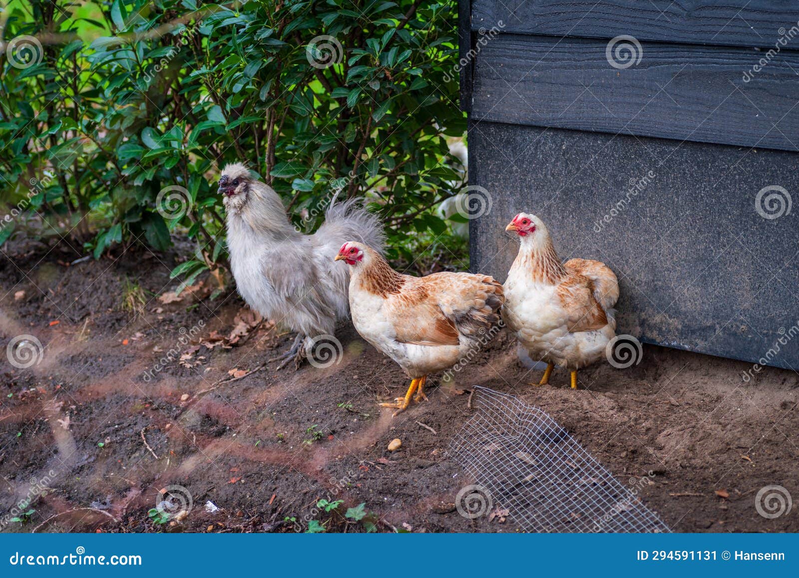 Three chickens stock image. Image of rooster, freerange - 294591131