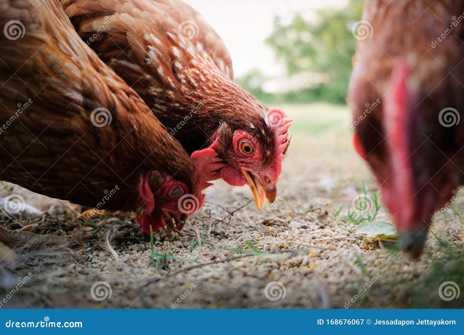 Three Chickens are Eating Food Stock Image - Image of flyer, collect ...
