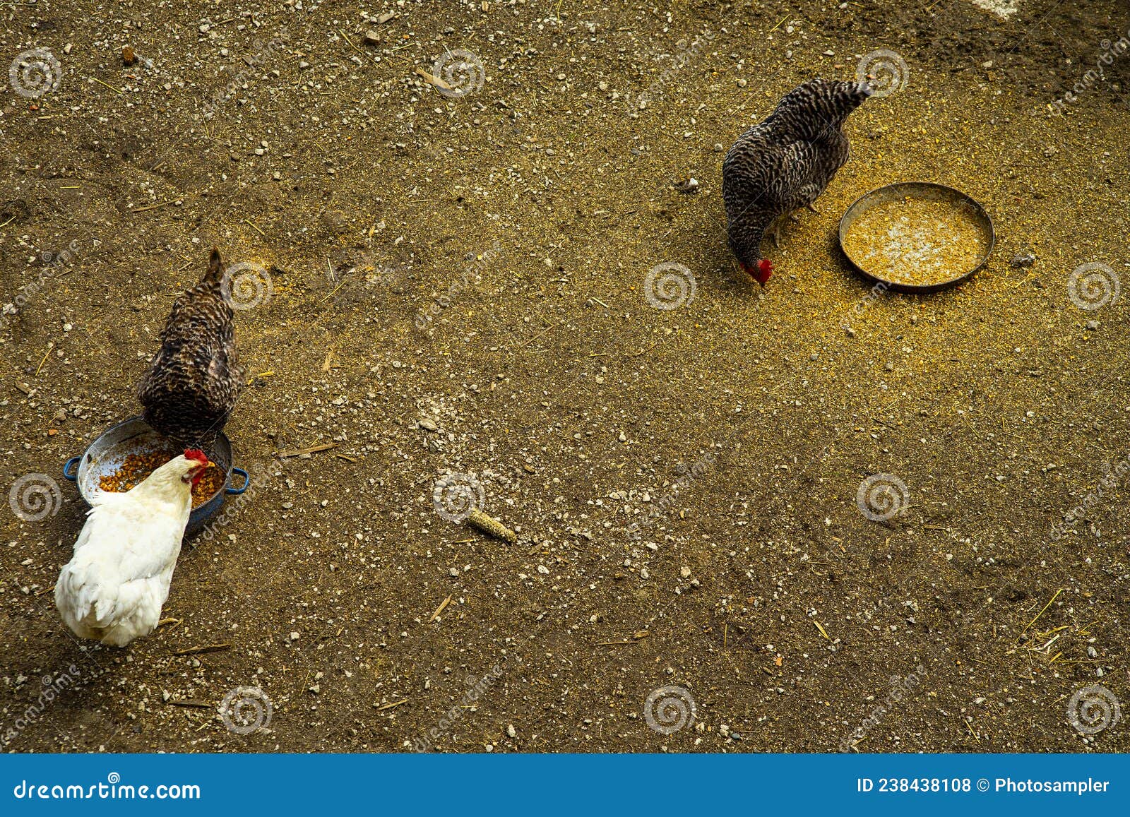 Three Chickens are Feeding on a Corn Stock Photo - Image of holding ...