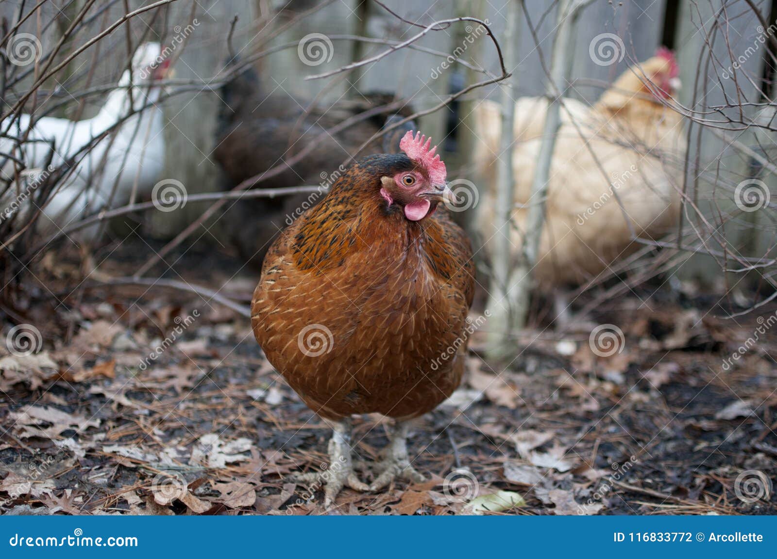Three Chickens stock photo. Image of fall, farm, beak - 116833772