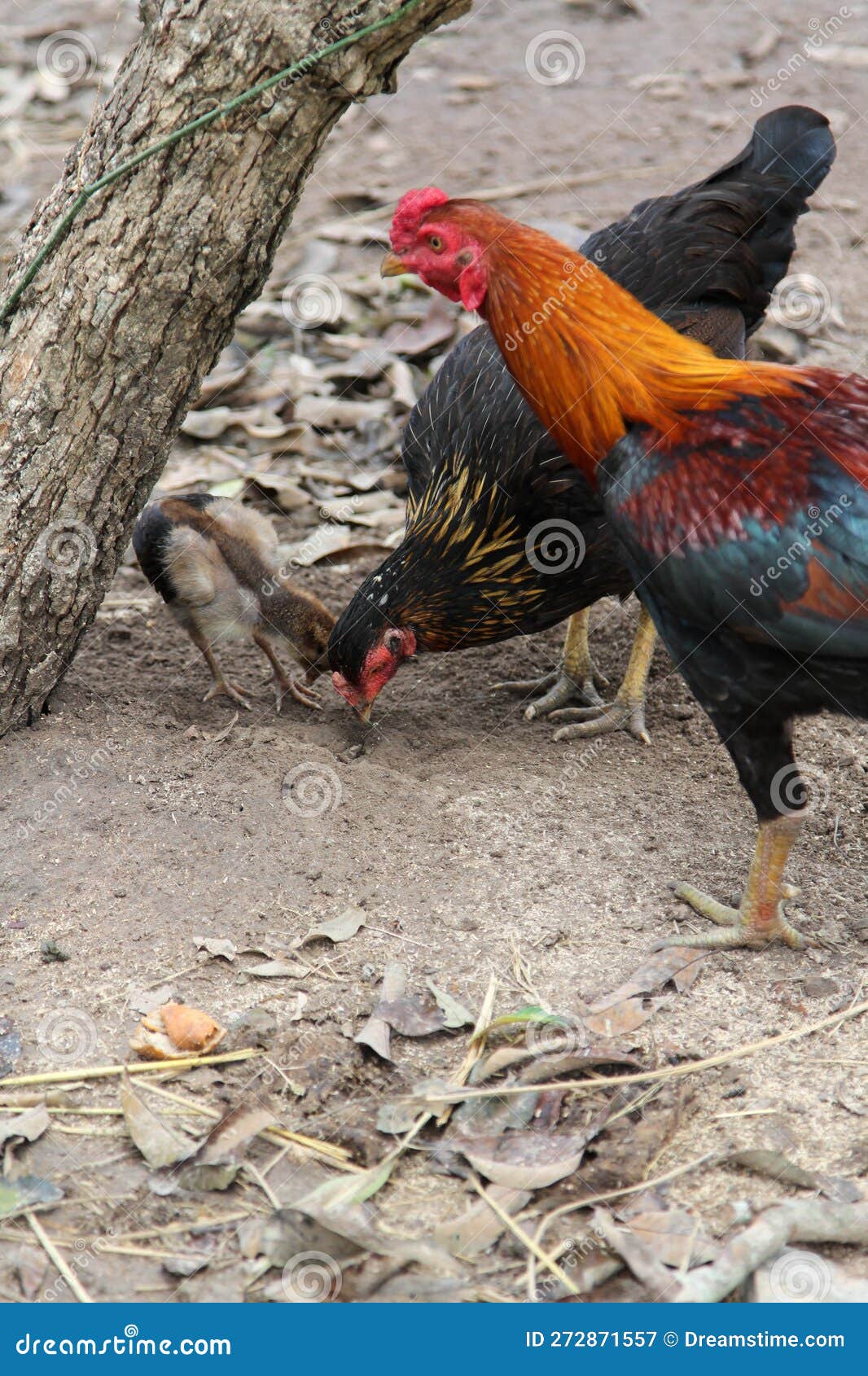 Chickens Living on the Ground Stock Image - Image of black, poultry ...