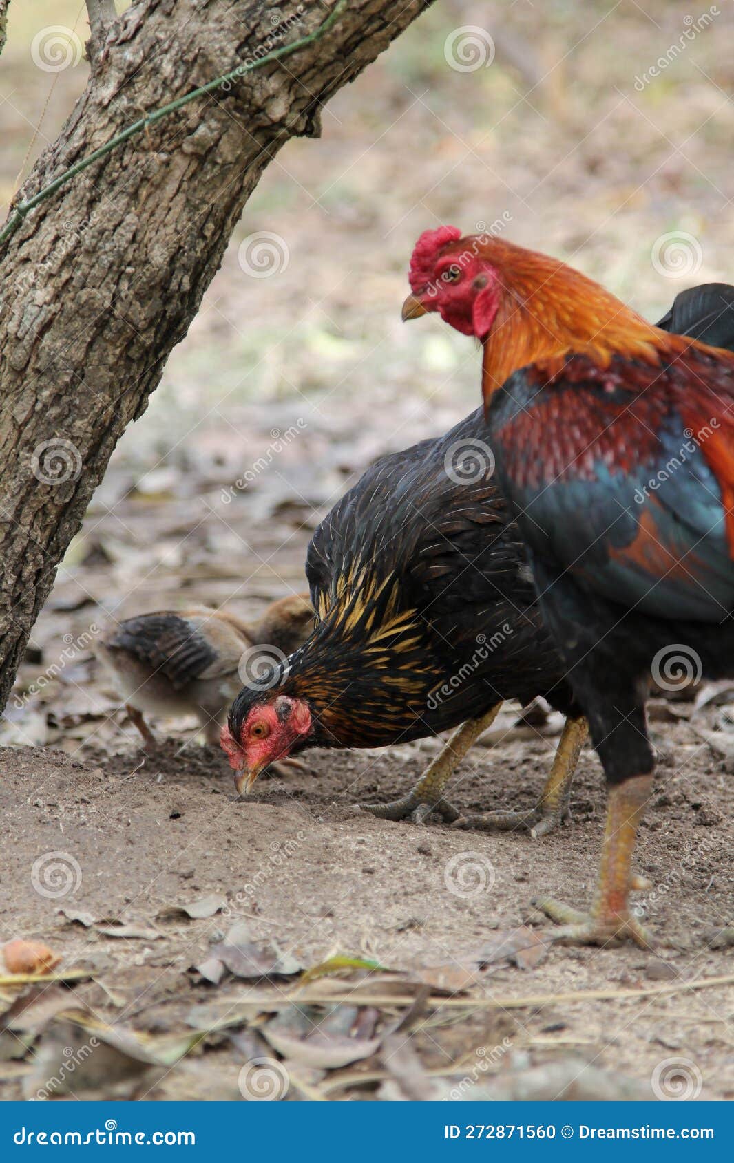 Chickens Living on the Ground Stock Photo - Image of family, outdoor ...