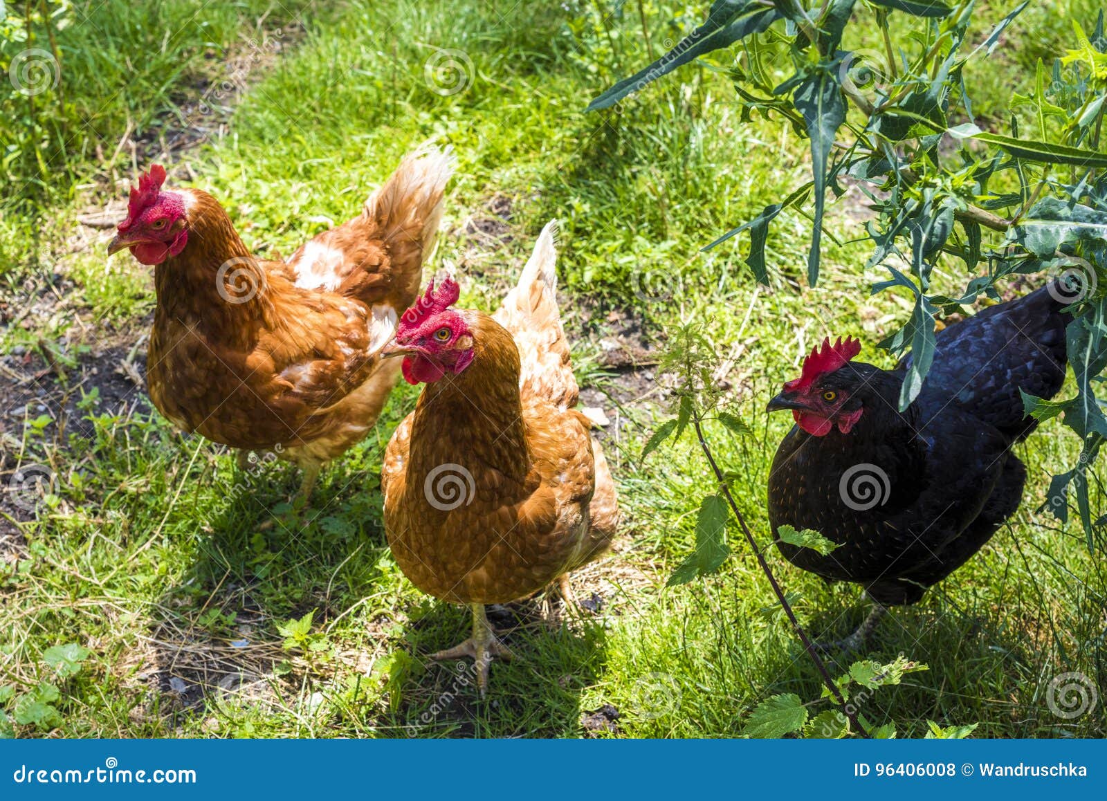 Three chickens stock photo. Image of breeding, bird, nature - 96406008