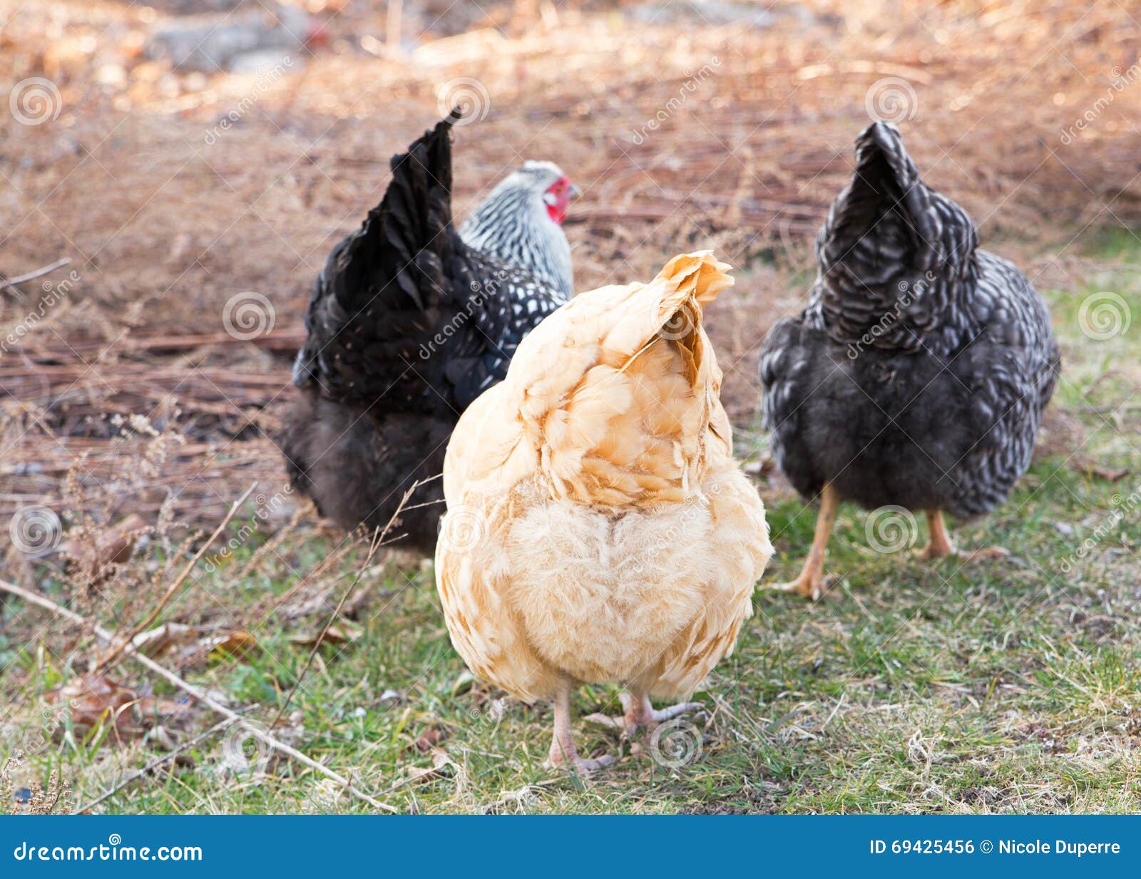 Three Chickens Stock Photography | CartoonDealer.com #69425456