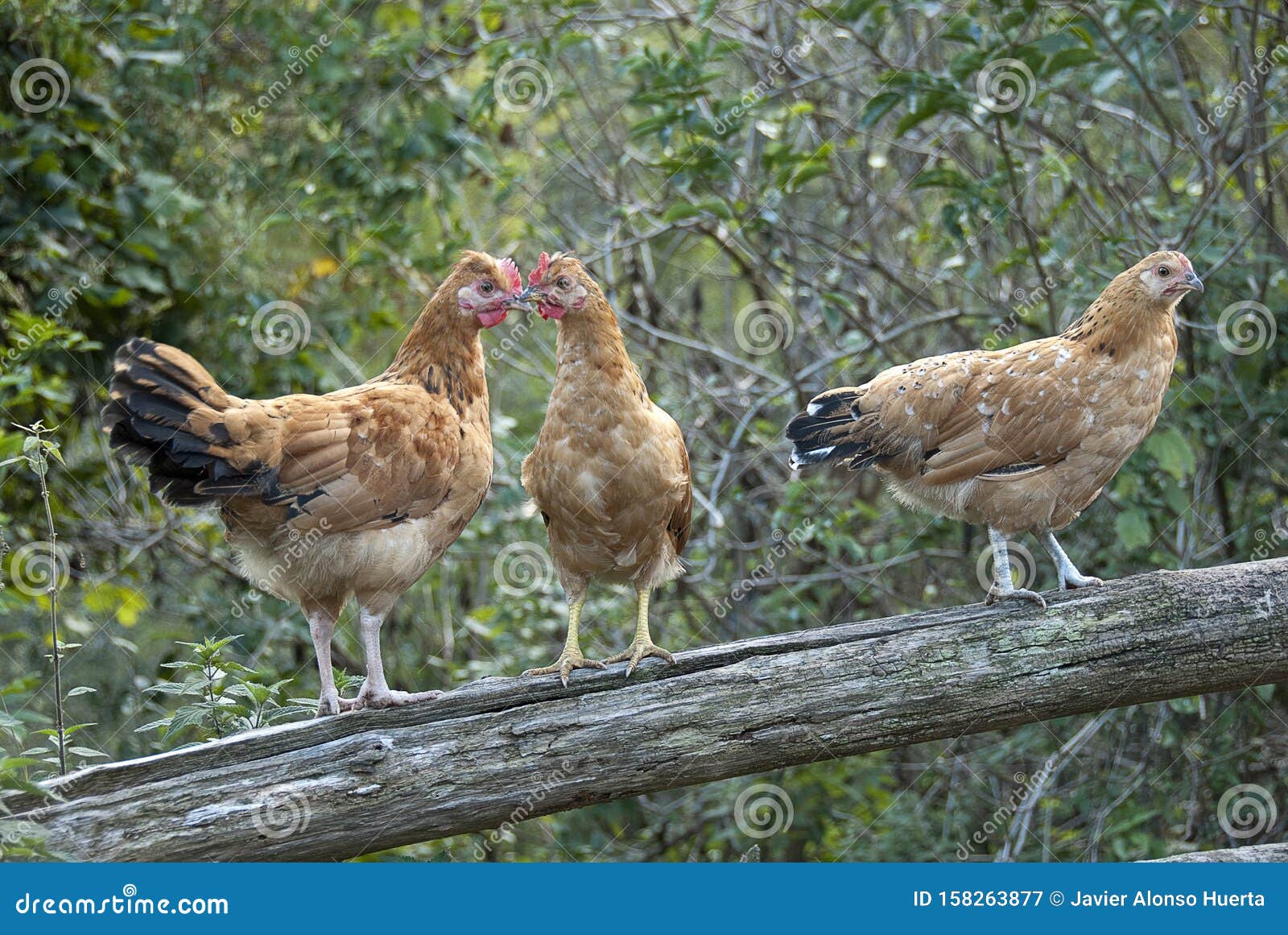 Three Chickens Resting on a Log Stock Image - Image of nature, coop ...