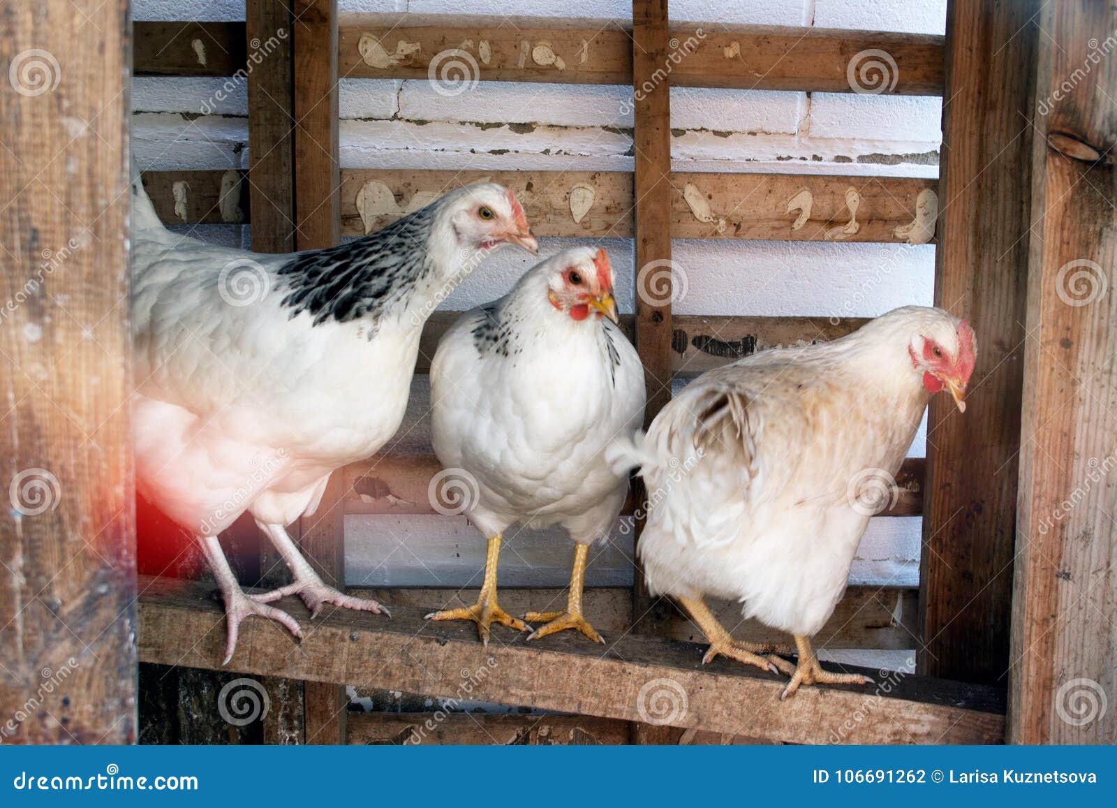 Three chickens stock photo. Image of wing, poultry, meat - 106691262