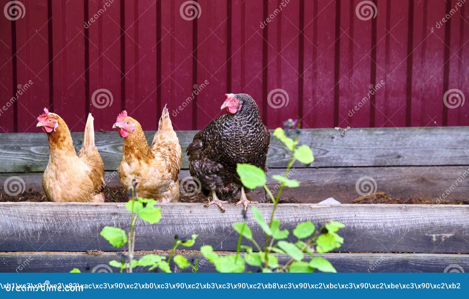 Three Chickens Sitting on a Log. General Plan. Color Nature Stock Image ...