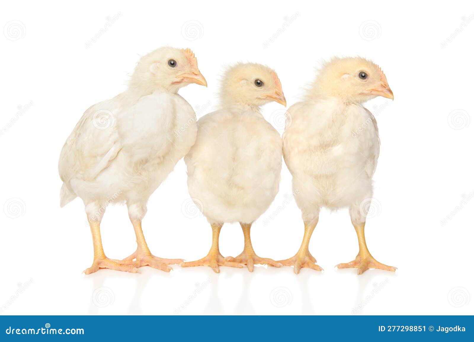 Three Chickens Stock Photo | CartoonDealer.com #7691100