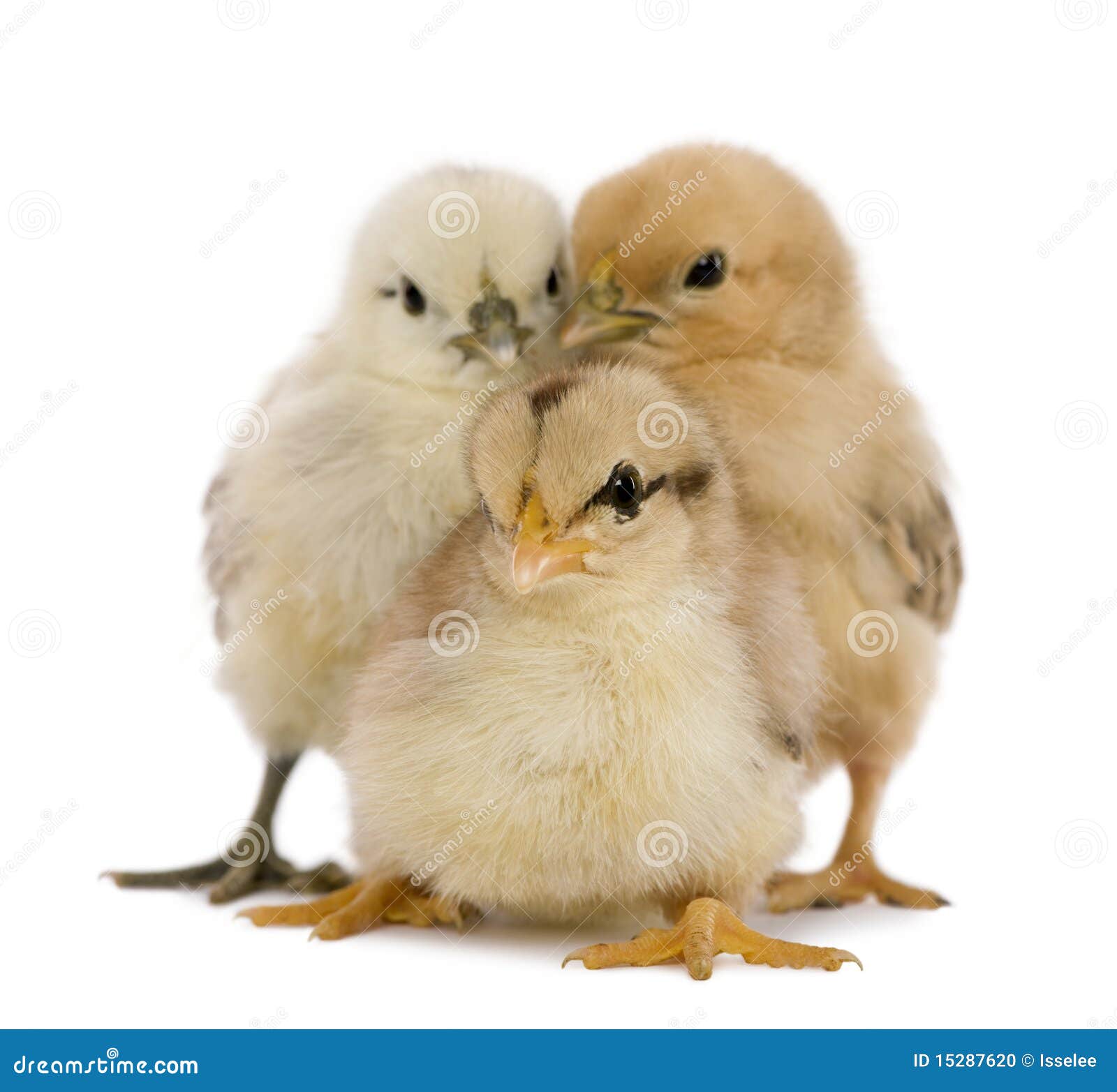 Three chicks stock photo. Image of background, closeness - 15287620