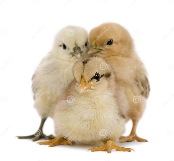 Three chicks stock photo. Image of background, closeness - 15287620